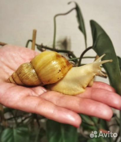 Яйца улитки ахатины