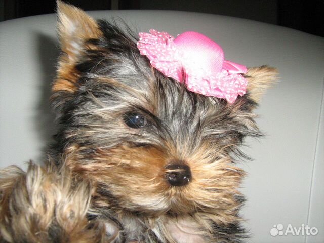 Красавица Девочка-Йорк