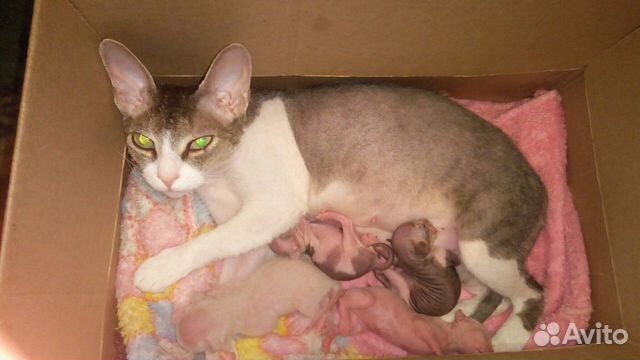 Котята Сфинкс