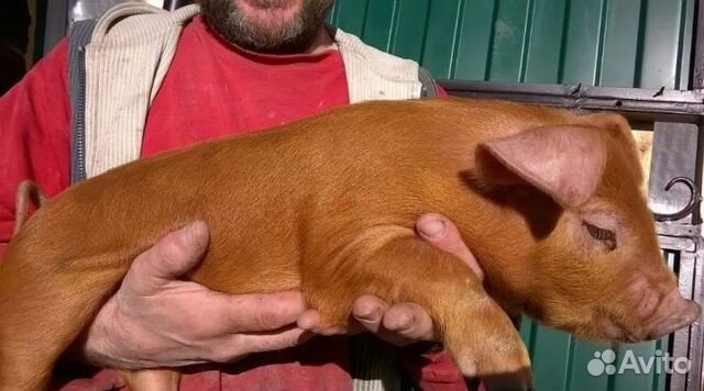 Породистые Животные