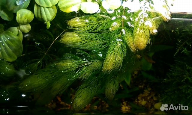 Роголистник