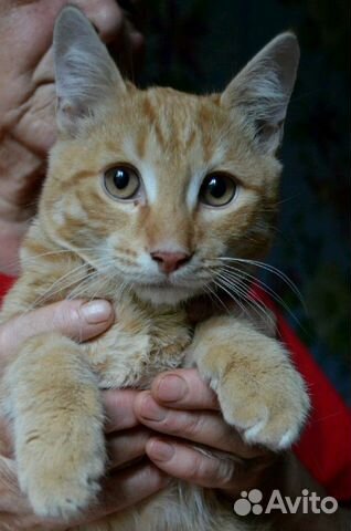 Рыжий красавчик котенок-подросток Лексус 7 месяцев