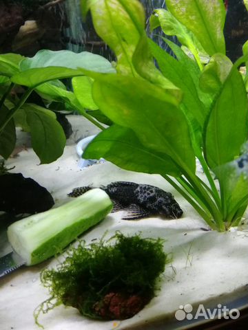 Сом анциструс самка