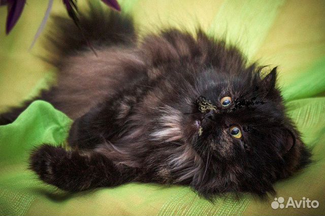 Очень ласковая пушистая кошечка