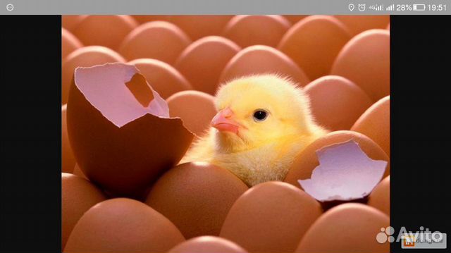 Инкубационное яйцо несушек