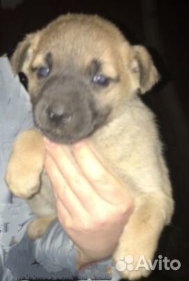 Маленький щеночек в добрые руки