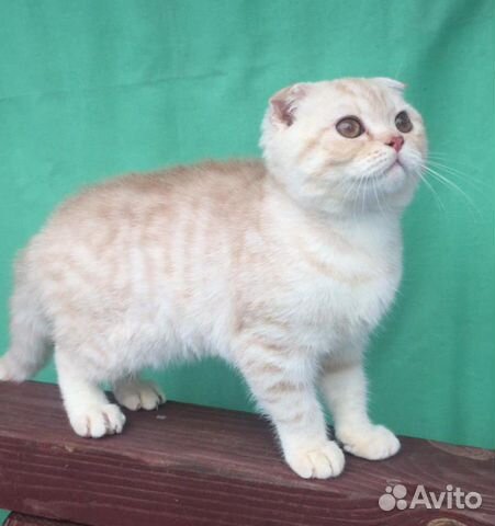 Шотландская