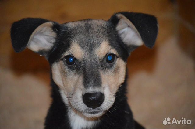 Девочка Тася в дар в добрые руки