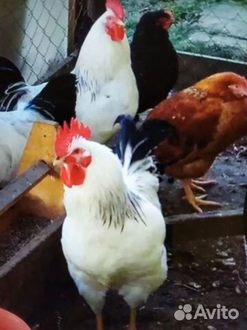 Петух Адлерское серебро