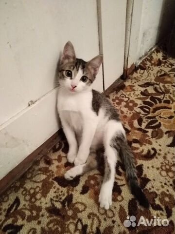 Котенок, ласковая девочка