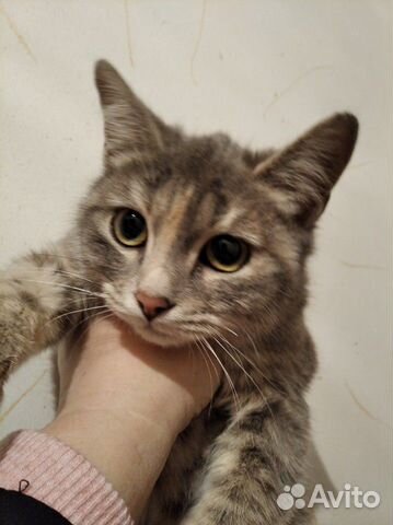 Кошласковая малышка 4,5мес