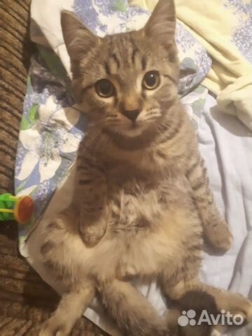 Котик 7 месяцев