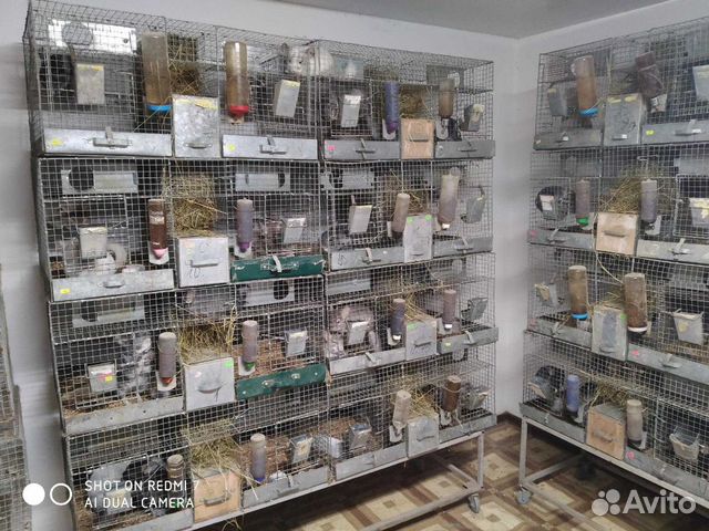 Шиншиллы, клетки, животные