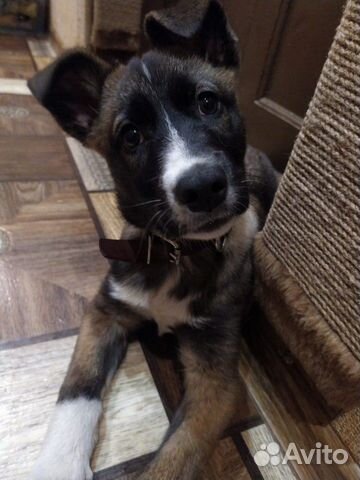 Щенок, дворянин