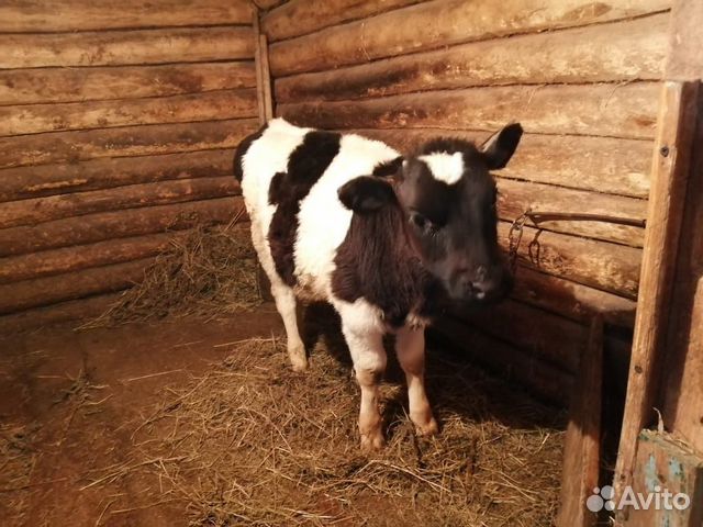 Бычки до 4х месяцев