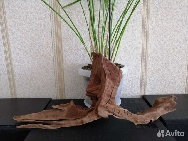 Коряга мангровая
