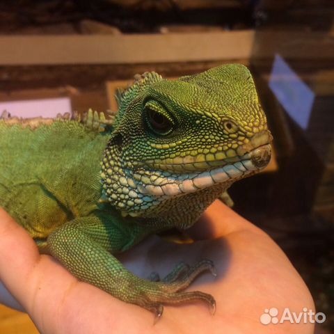 Водяная Агама