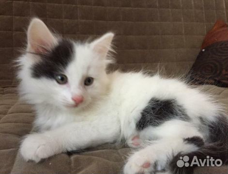 Котенок Лосяш возраст 2.2 мес