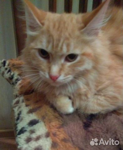 Кузя 24.08.19 5мес