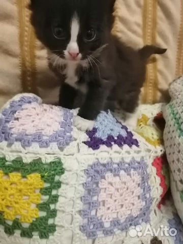 Отдам котят