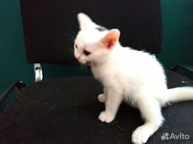 Котенок девочка смесь японского бобтейла