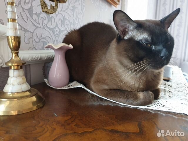 Кот вязка (Бурма)