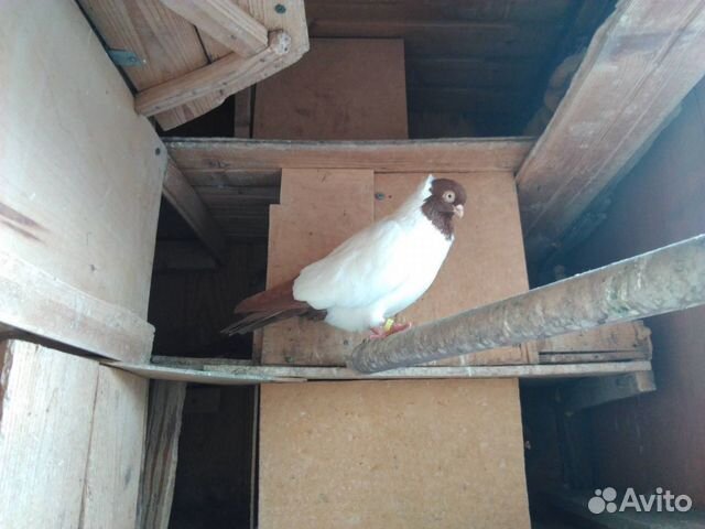 Голубь крестовый монах (немецкий)