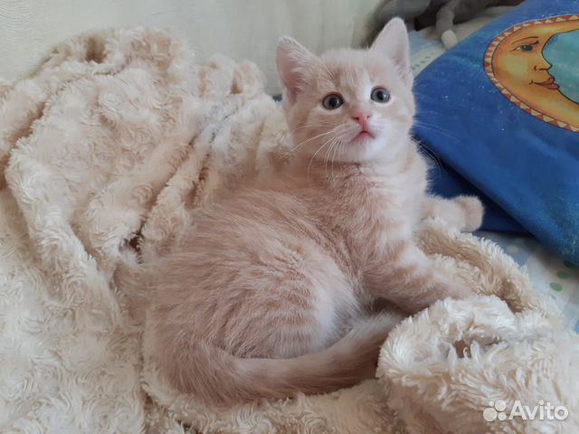 Рыжий котёнок (девочка)