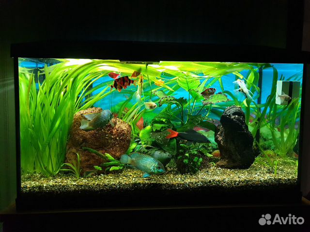 Аквариум