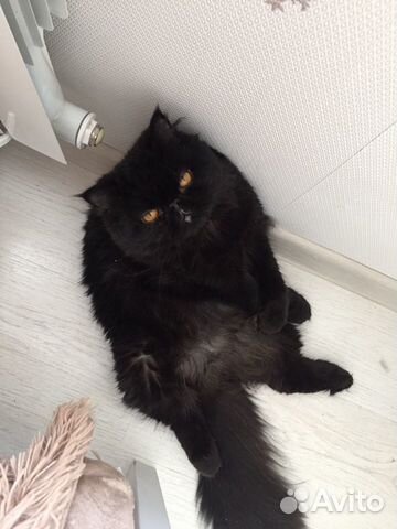 Кот ищет кошку