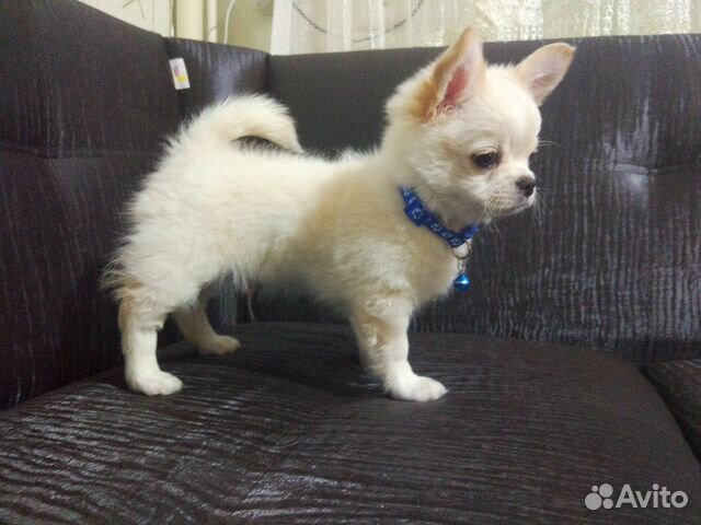 Щенок Чихуачуа