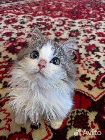 Котятки
