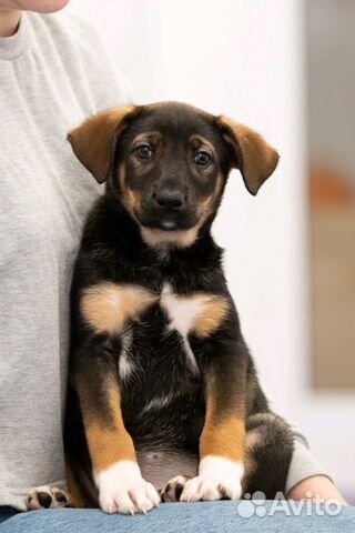 Маленькие щенки в дар, щенок мальчик в дар