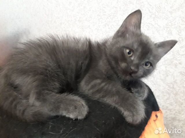 Шотландский голубой котенок