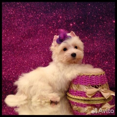 Белокурый ангел