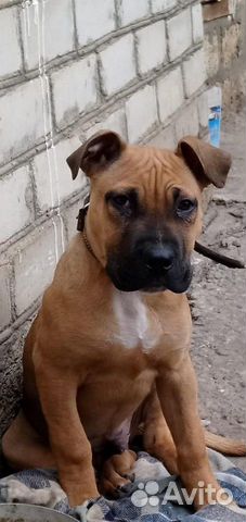 Стаффордширский терьер