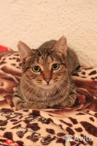 Из жизни кошек И котов