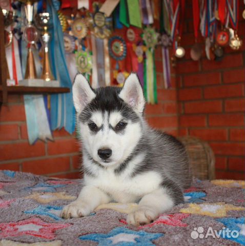 Сибирский хаски