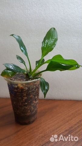 Echinodorus opacus from Uruguay 'Round Leaf'