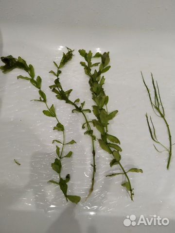 Аквариумные растения