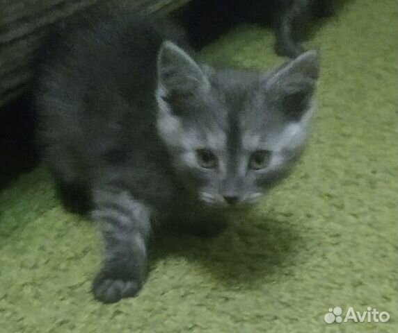 Котенок от британской кошечки. 2 месяца. Ест корм