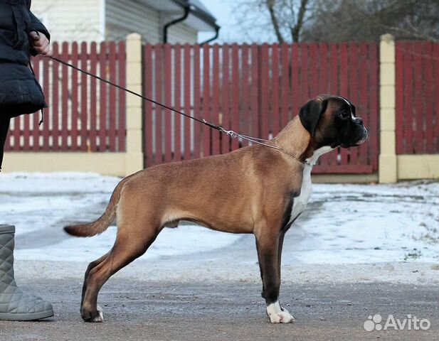Подрощенный очень красивый щенок