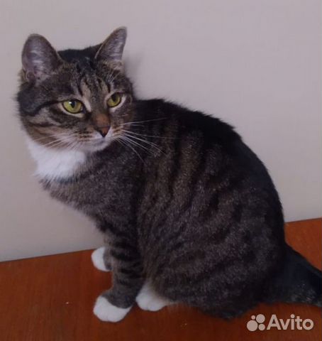 Кошечка в дар