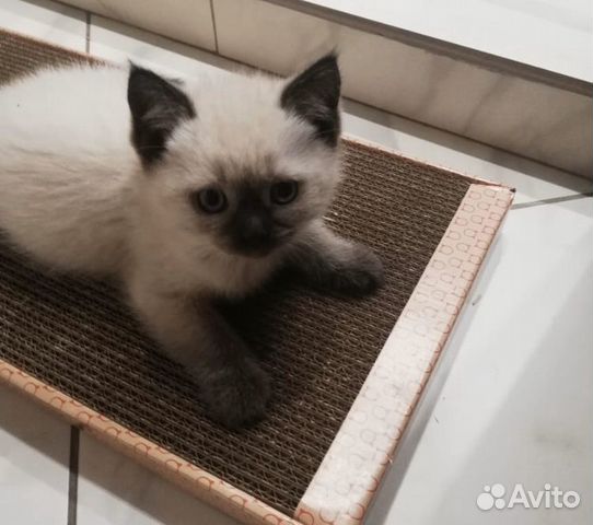 Шотландский котёнок с голубыми глазами