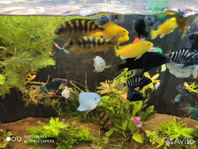 Семья чернополосых цихлазом