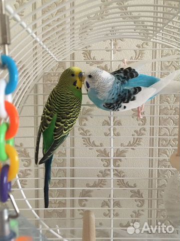 Волнистые попугаи, клетка