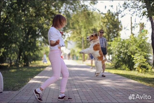 Фокстерьер