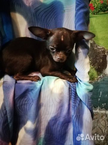 Шоколадный красавец