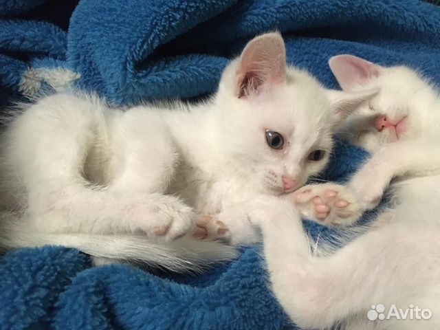 Белые котята в добрые руки