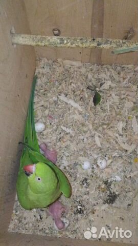 Попугаи Ожереловые